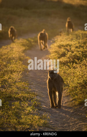 Four chacma baboons walking down sandy track Stock Photo - Alamy