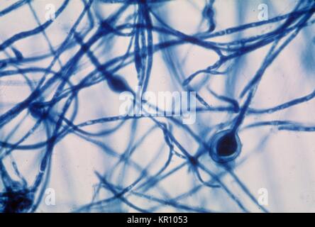 Microsporum Audouinii