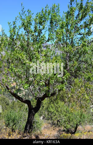 mandelbaum in spain Stock Photo - Alamy