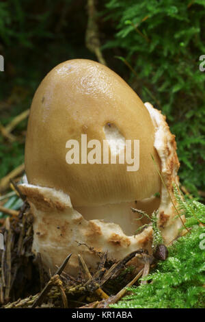 Tawny Grisette Fungus, Amanita fulva, Amanitaceae Stock Photo - Alamy