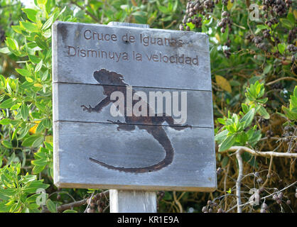 Road sign warning about marine iguanas at Isabela island, Galapagos ...