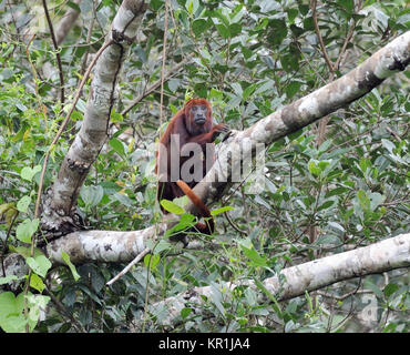 Red howler monkey looking sad with eyes closed against a zoo cage ...