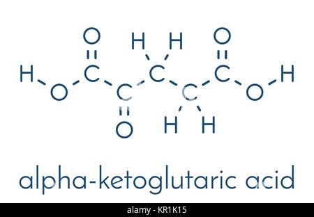 Alpha-ketoglutaric acid (ketoglutarate, oxo-glutarate). Intermediate ...