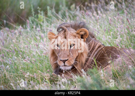 A lone male lion laying alone in long grass, partly concealed but ...