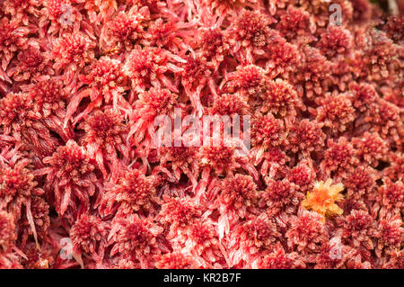 Red Bog Moss ( Sphagnum capillifolium Stock Photo - Alamy