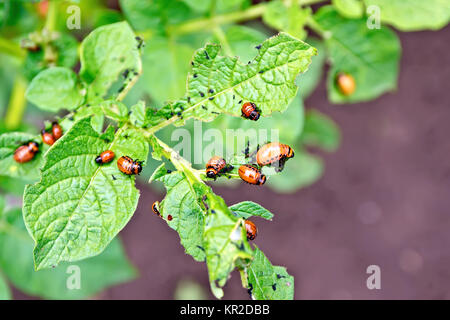 The Colorado potato beetle larvae feeding on green plants close up ...