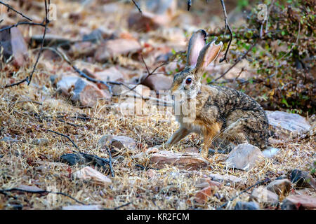 Black naped / Indian Hare Lepus nigricollis / Rabbit Stock Photo - Alamy