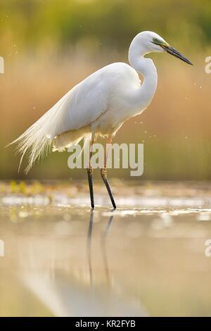 Great egret (Ardea alba) in flight over dark water, Venice Area Audubon ...