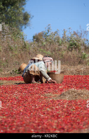 Myanmar Burma food Chilli peppers drying in the sun Stock Photo - Alamy