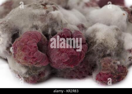 Moldy Raspberries Stock Photo - Alamy