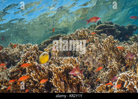 Fire Coral, Millepora dichotoma, Milleporidae, Sharm El-Sheik, Red Sea ...