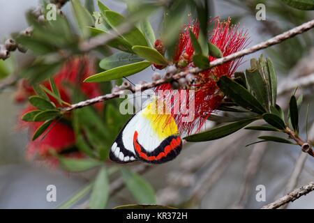 Red-banded Jezebel (Union Jack) butterfly Delias mysis roosting ...