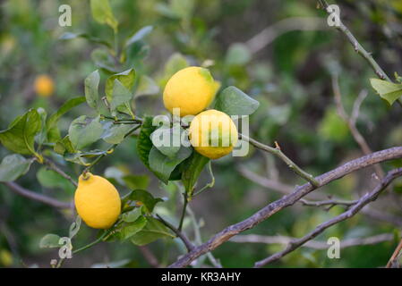 spain - lemon tree am Stock Photo - Alamy