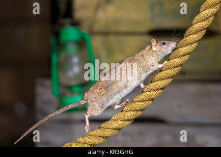 Brown Rat, (Rattus norvegicus), running on banks of Brent Reservoir ...