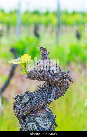 Old vine tree stem in a vineyard in Bingen Stock Photo - Alamy
