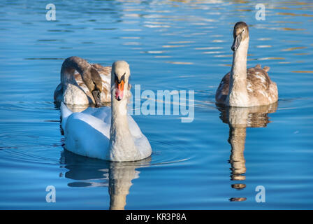 Three graceful white swans swims in the lake, swans in the wild. The ...