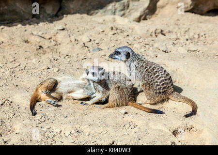meerkat watching the environment carefully in desert area Stock Photo ...