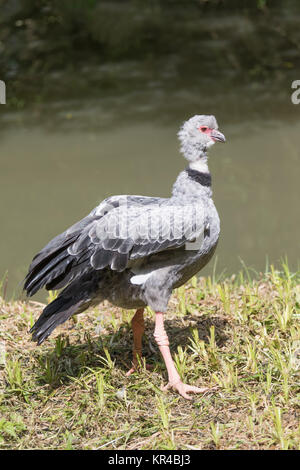 Southern screamer - big water bird, standing on a lying tree trunk ...