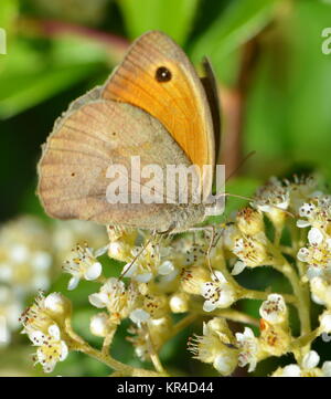 Small meadow butterfly or small hay butterfly (Coenonympha pamphilus ...