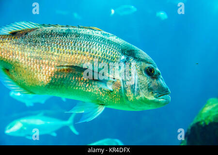 Common sea bream pagrus fish isolated Stock Photo - Alamy