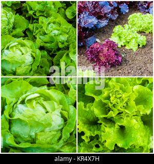 Photo collage of fresh lettuce plants Stock Photo - Alamy