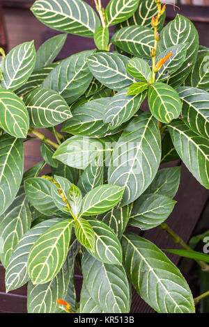 sanchezia speciosa or shrubby whitevein Stock Photo - Alamy