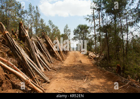 Eucalyptus tree in Addis Ababa, Ethiopia Stock Photo - Alamy