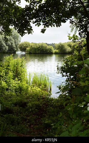 Lake framed by trees with foliage on the shore Stock Photo - Alamy