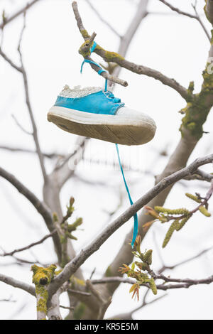 Shoe tree, shoes thrown into tree Stock Photo - Alamy