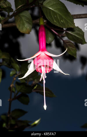 bloom, blossom, flourish, flourishing, stamp, cactus, indoor plant ...