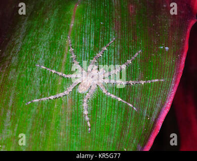 Australian Lichen Spider (Pandercetes gracilis), Arachnida, Cooktown ...