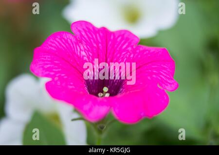 Pinkfarbene Garten-Petunien / Pink garden Petunia Stock Photo - Alamy