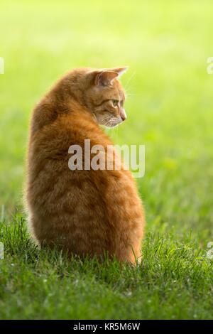 Red striped tomcat Stock Photo - Alamy