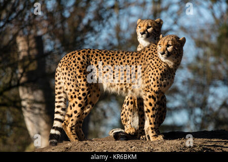 gepard cheetah hunting-leopard hunting leopard standing in high grass ...