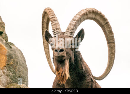Great old Siberian ibex with big horns Stock Photo - Alamy