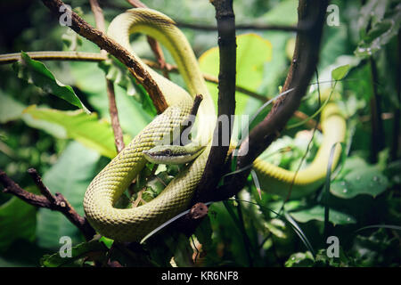 Philodryas baroni, Baron's green racer, stone near river habitat ...