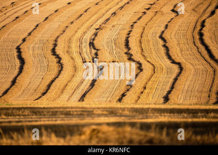 large panorama of a harvested field with blue sky and forest in the ...