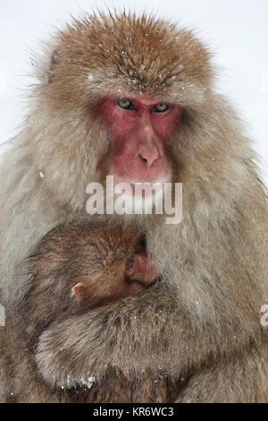 Japanese Macaque (Macaca fuscata) huddling together for warmth ...