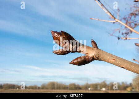 Sticky buds of the Horse Chestnut tree, Aesculus hippocastanum Stock ...