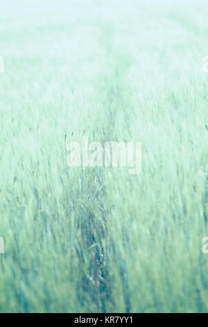 Field path at barley (Hordeum vulgare) field, Gelinter, Wachtendonk ...