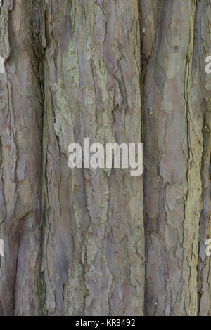 Europäische Eibe, Eibe, Eibenbaum, Rinde, Borke, Stamm, Baumstamm Stock ...