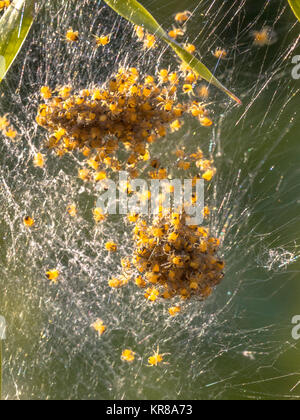 Young spiders, hatched from eggs in the nest. Colony of newborn spiders ...