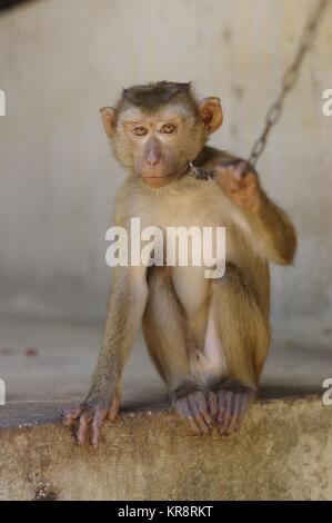 Monkey in Chains Stock Photo - Alamy