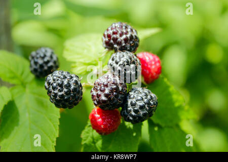 An image of a nice raspberry plant Stock Photo - Alamy