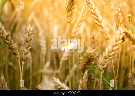 Daisy flower in a wheet field Stock Photo - Alamy