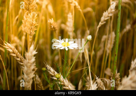 Daisy flower in a wheet field Stock Photo - Alamy