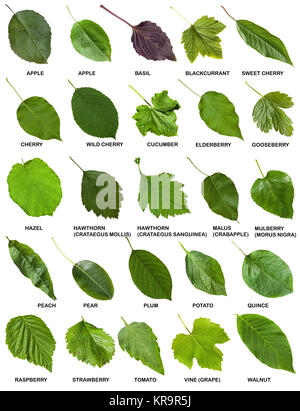 collection of green leaves of trees with names Stock Photo - Alamy