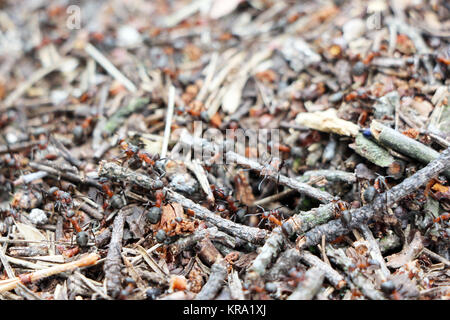 anthill ants burrow Stock Photo - Alamy