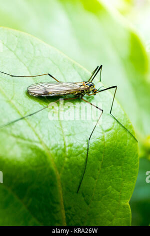 close, beautiful, beauteously, nice, leaf, animal, pet, mammal, green ...