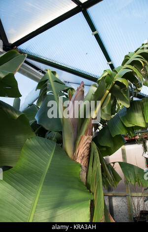 Flower pod emerging from Musa rajapuri in an English greenhouse Stock ...